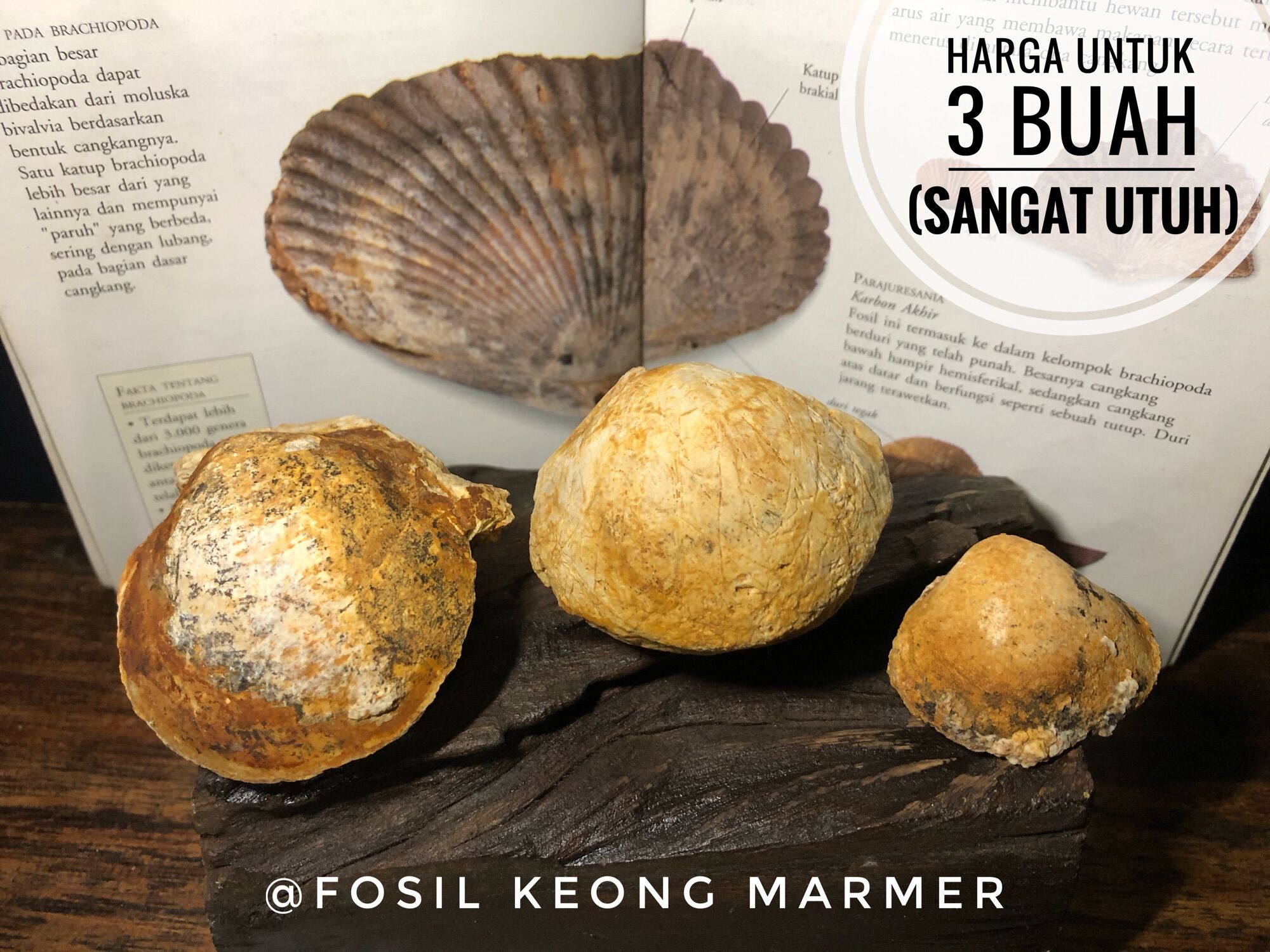 Fosil Kerang Marmer Natural B36 atau Batu Fosil Kijing atau Bongkahan ...