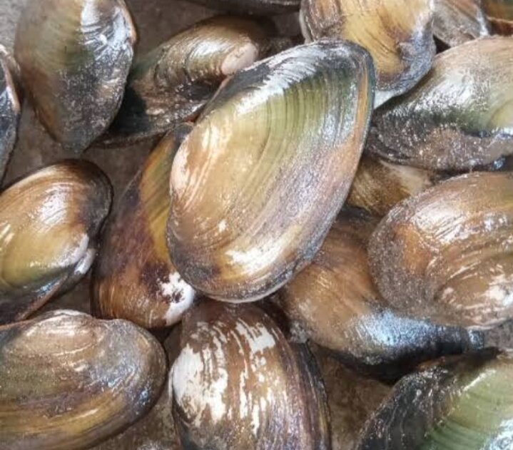 Kerang kijing hidup air tawar /1kg | Lazada Indonesia