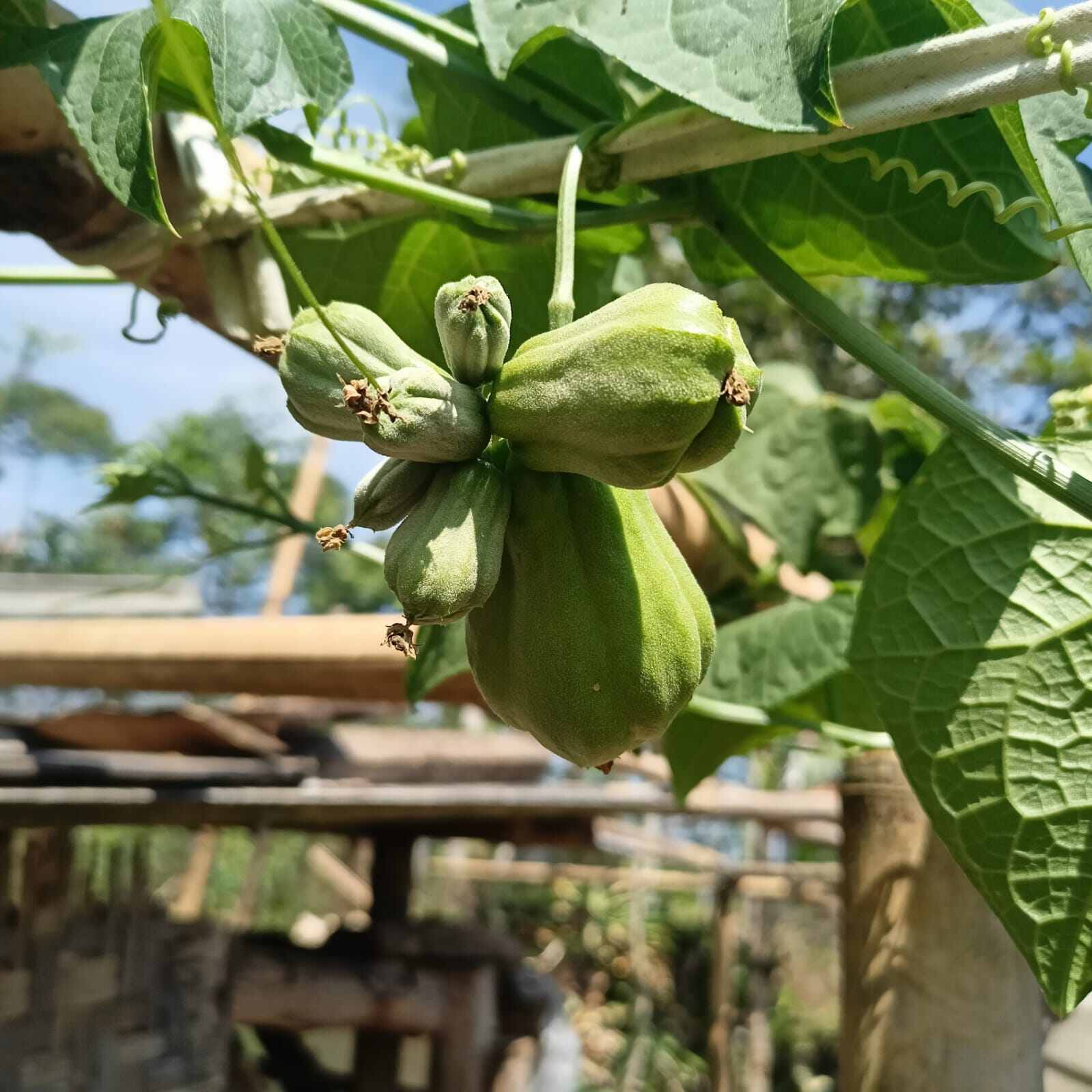Bibit labu siam jenis anggur | Lazada Indonesia