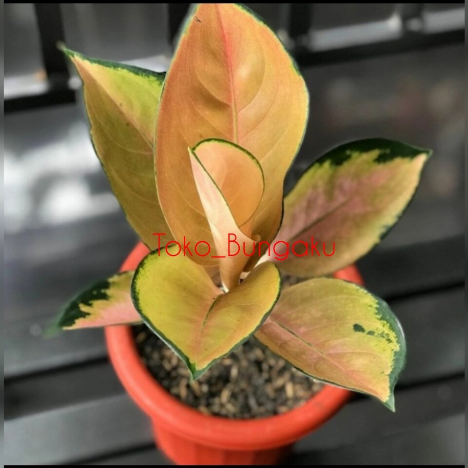 Bunga Aglonema Sultan Brunei | Lazada Indonesia