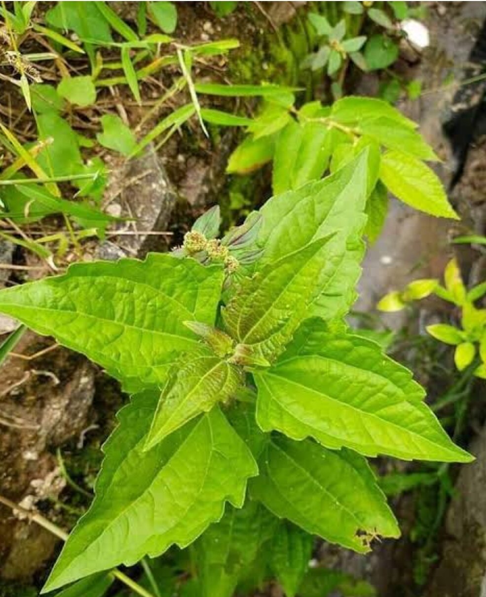 100 GRAM DAUN MERDEKA FRESH | Lazada Indonesia