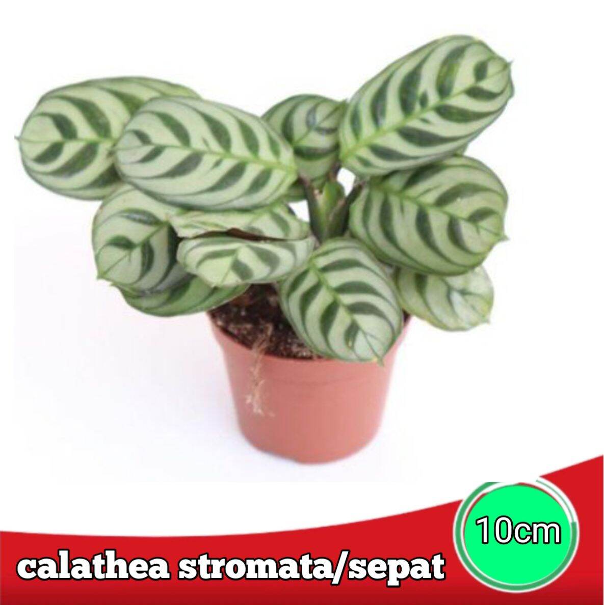 Tanaman calathea burle marx - calathea maranta sepat murah | Lazada ...