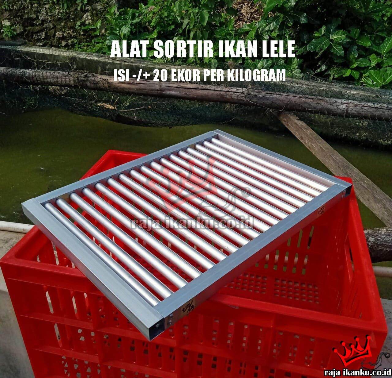 Bak Sortir lele Remaja 1 kg -+20 ekor. Alat Sortir Ikan Lele. | Lazada ...