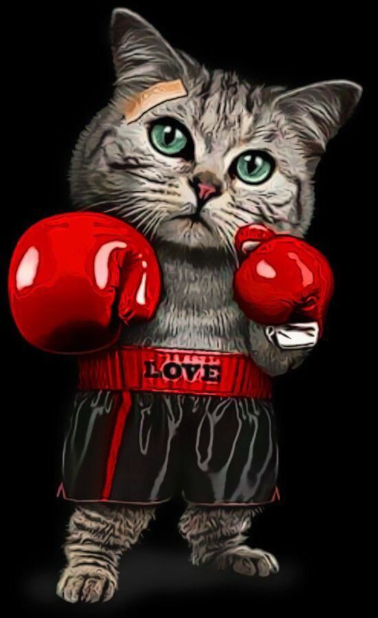 POSTER CETAK, KUCING TINJU, UKURAN JUMBO 100 X 70 CM/ Hiasan Dinding ...