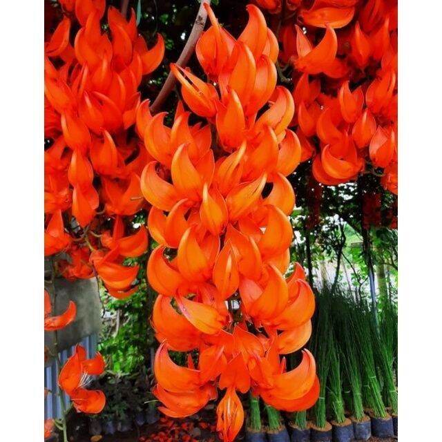 Tanaman jade flame atau flame of irian warna orange dan biru | Lazada ...