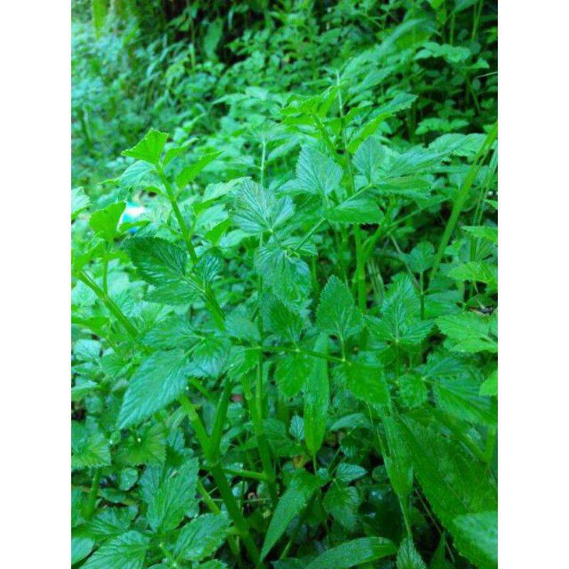 bibit sayuran langka daun seladren atou tespong lalapan siap tanam ...