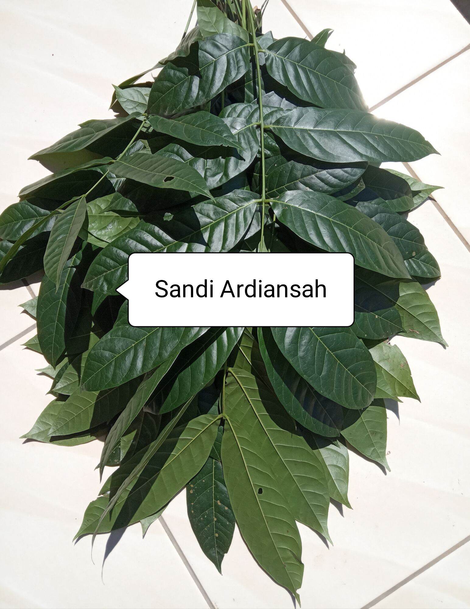 Daun mahoni segar atau daun mahuni per 500 gram | Lazada Indonesia