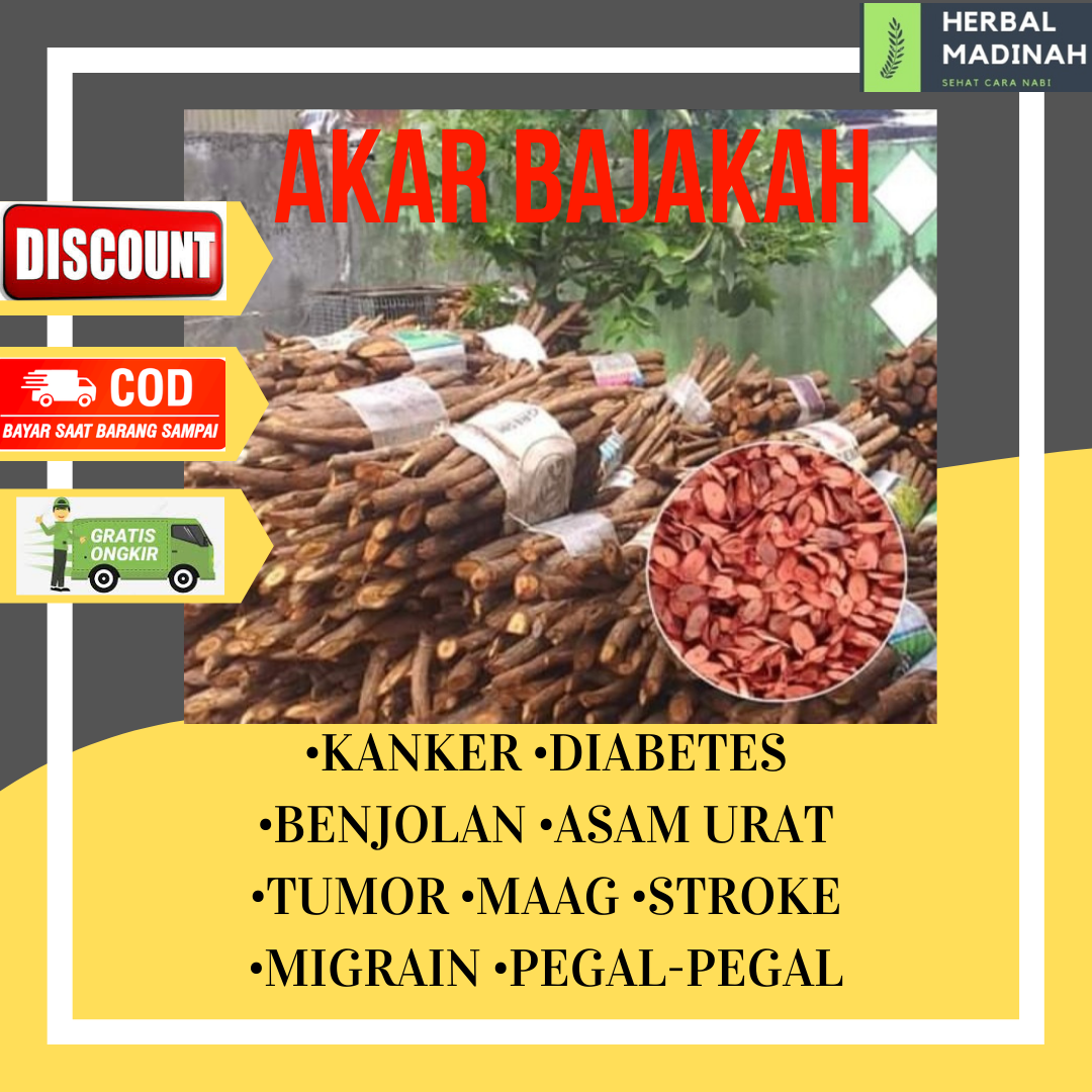 akar kayu Bajakah bajaka merah asli Kalimantan untuk kanker kista tumor ...