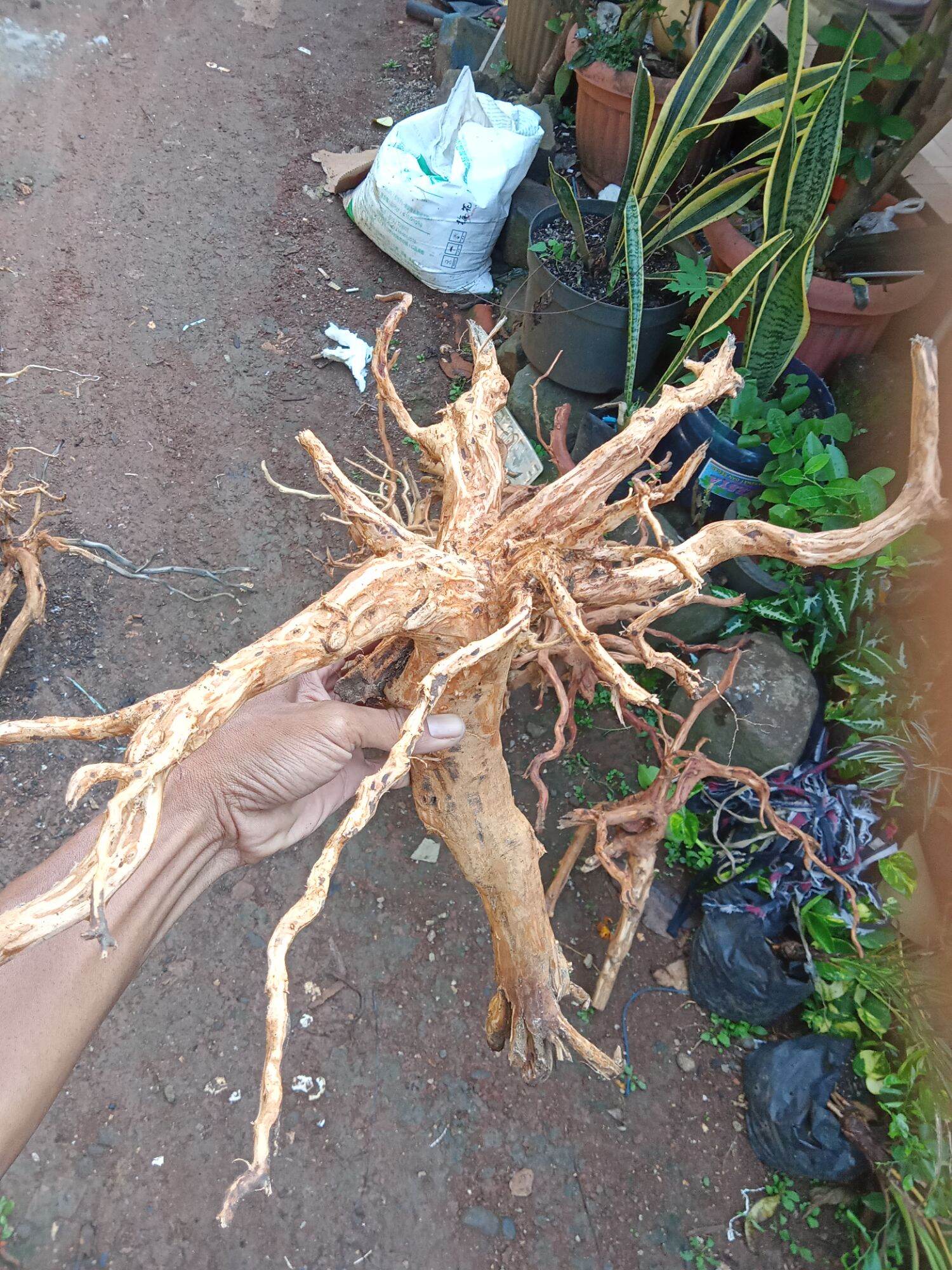 AKAR RASAMALA ukuran L | Lazada Indonesia