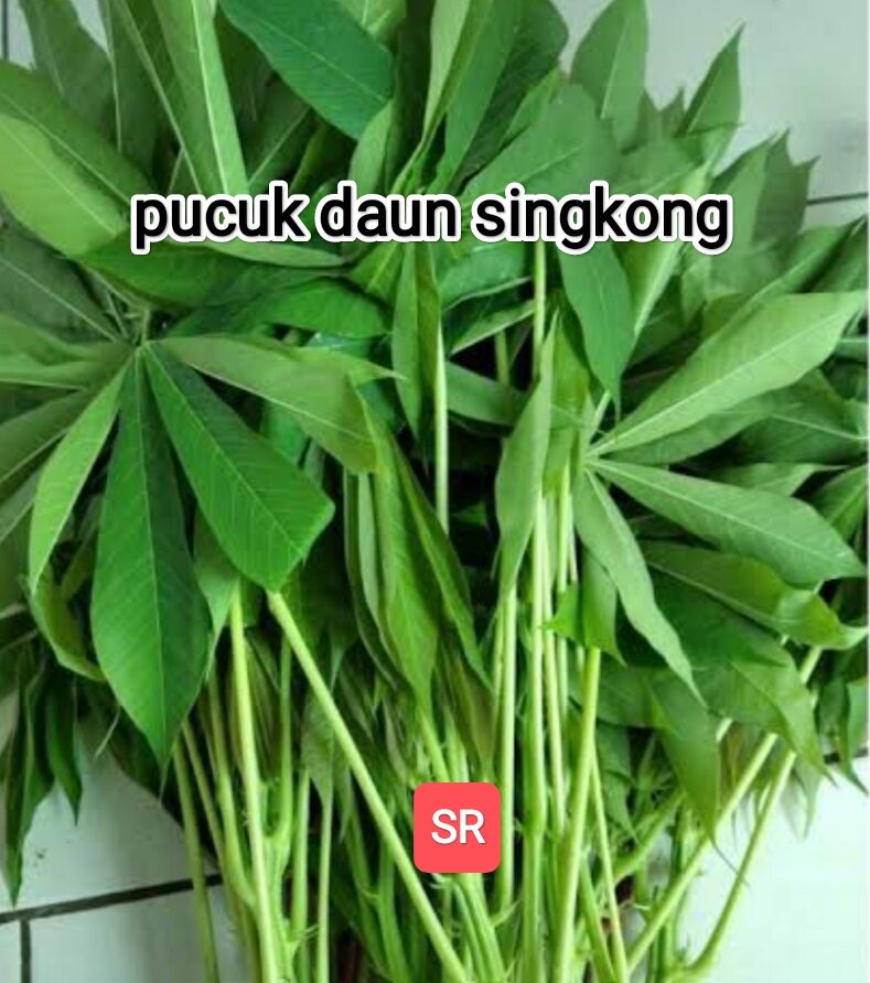 daun singkong muda pucuk daun singkong 1 ikat 300 gr | Lazada Indonesia