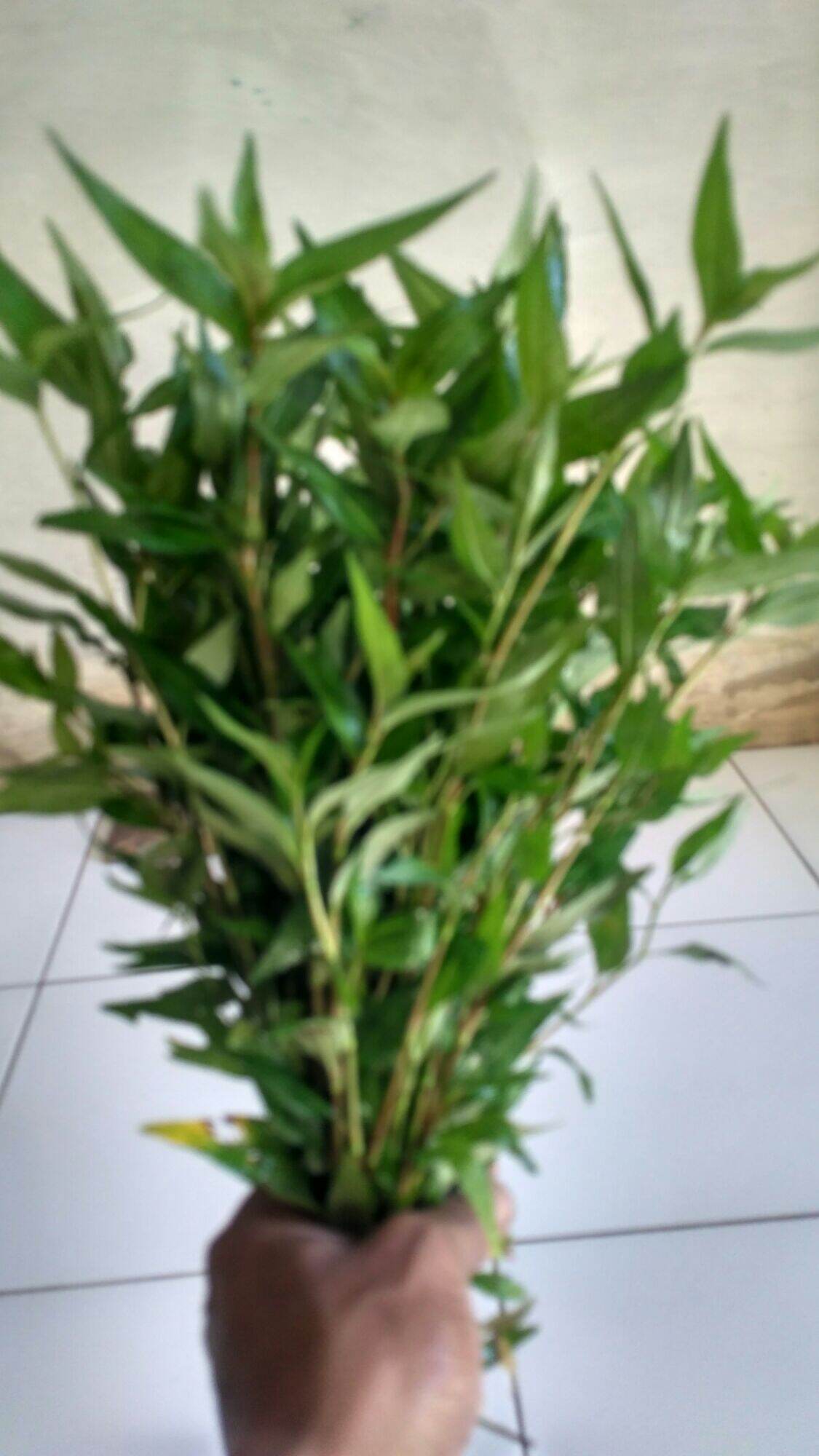 Daun Kesum Segar 100 Gram - Daun Laksa Leaf Segar Organik | Lazada ...