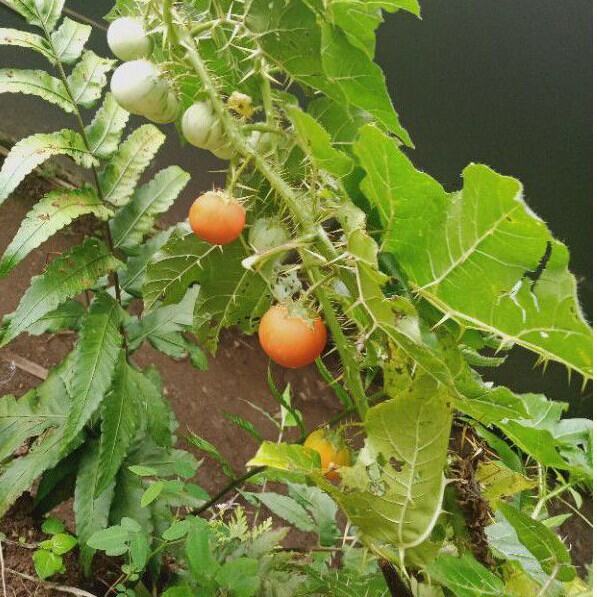 Buah Terong Hutan Terong Duri 200 Gram Segar | Lazada Indonesia