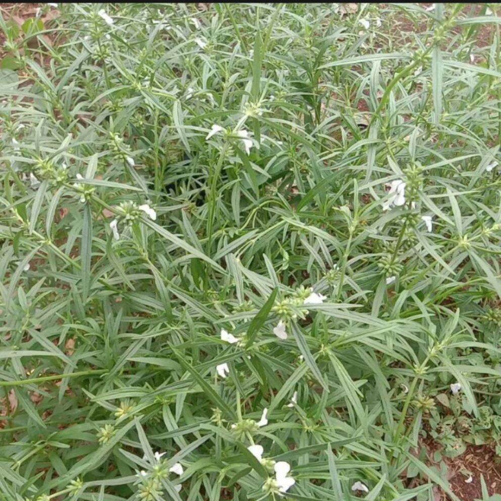 Tanaman pohon paci paci, tanaman herbal | Lazada Indonesia