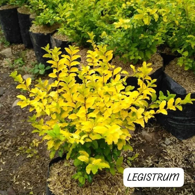 TANAMAN LEGISTRUM | Lazada Indonesia