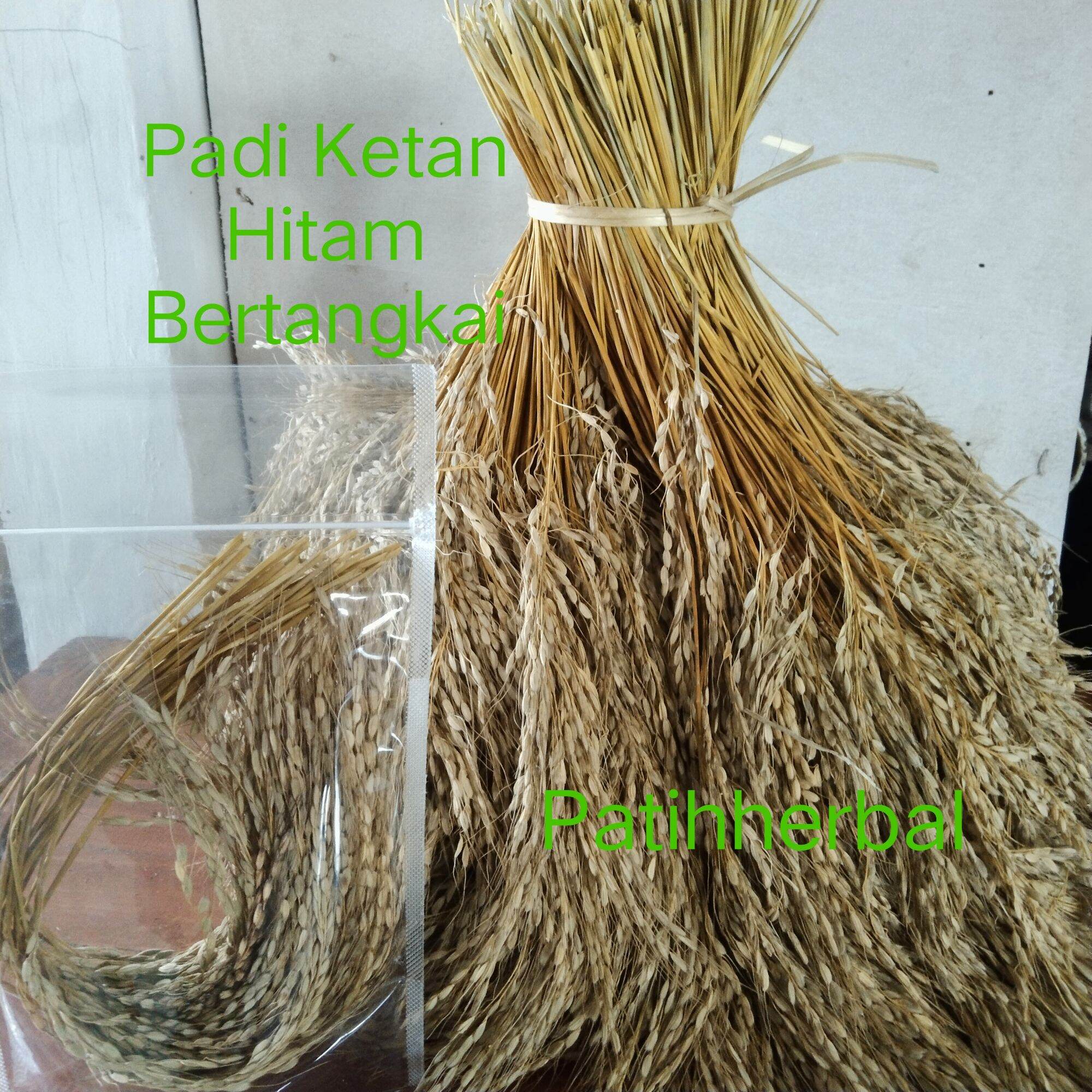 Padi Ketan Hitam bertangkai, harga yang tercantum per 1 ikat isi 30 ...