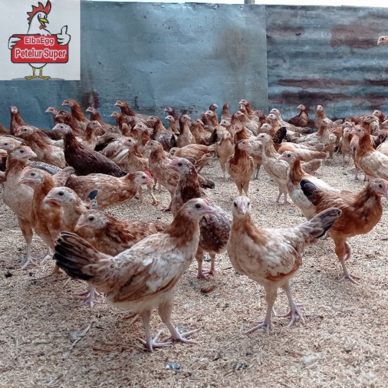 TELUR AYAM ELBA PETELUR HANDAL UNTUK DI TETASKAN | Lazada Indonesia