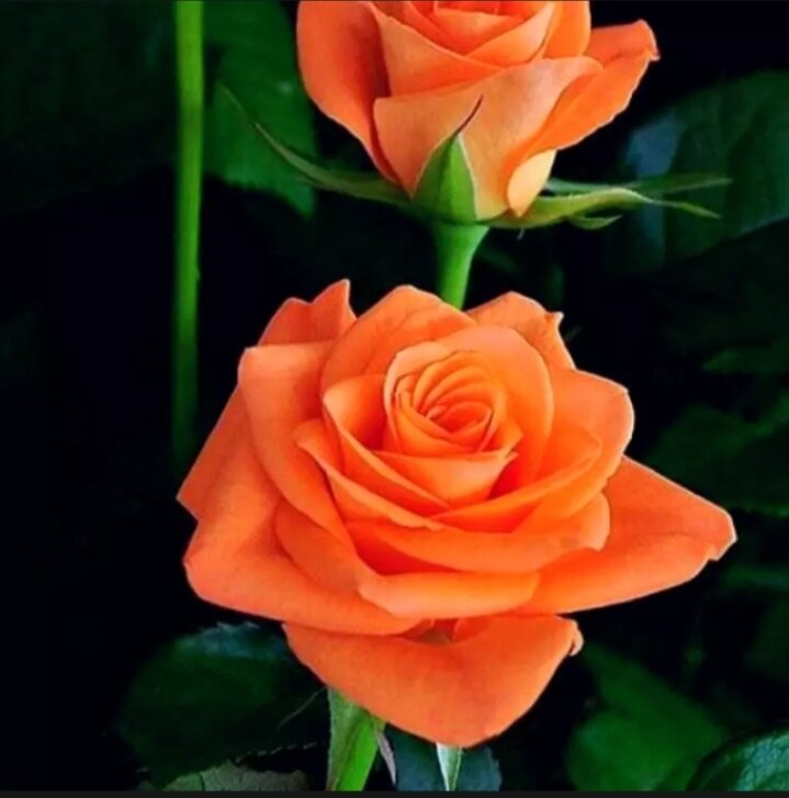 mawar oren bunga tebal | Lazada Indonesia