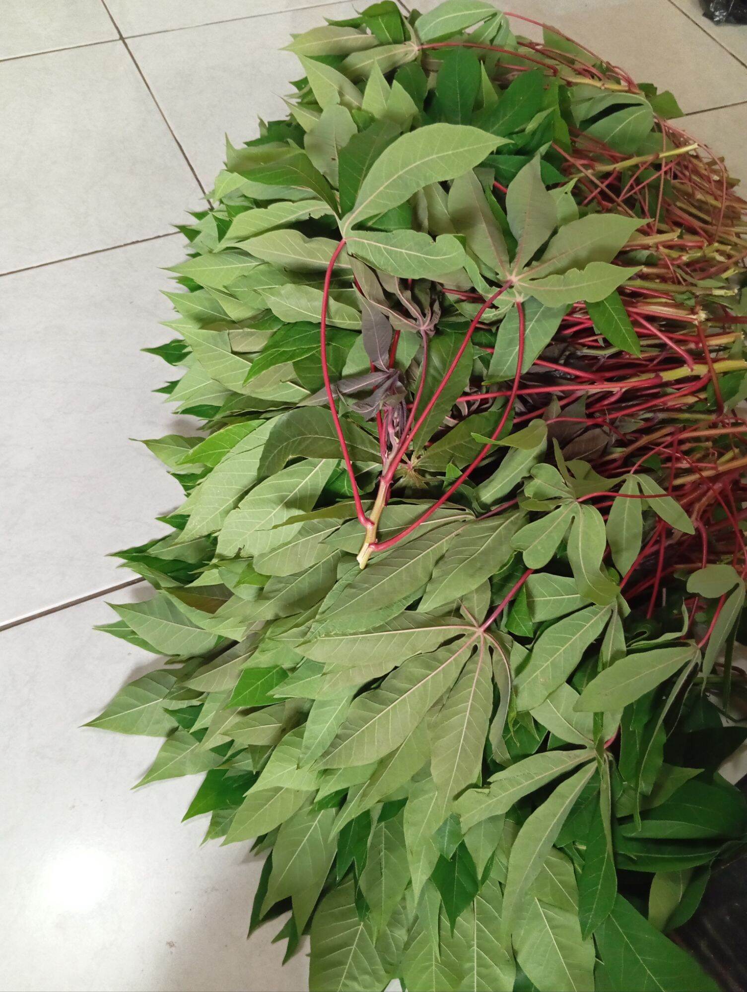 sayur daun singkong segar petik dadakan 1 ikat | Lazada Indonesia