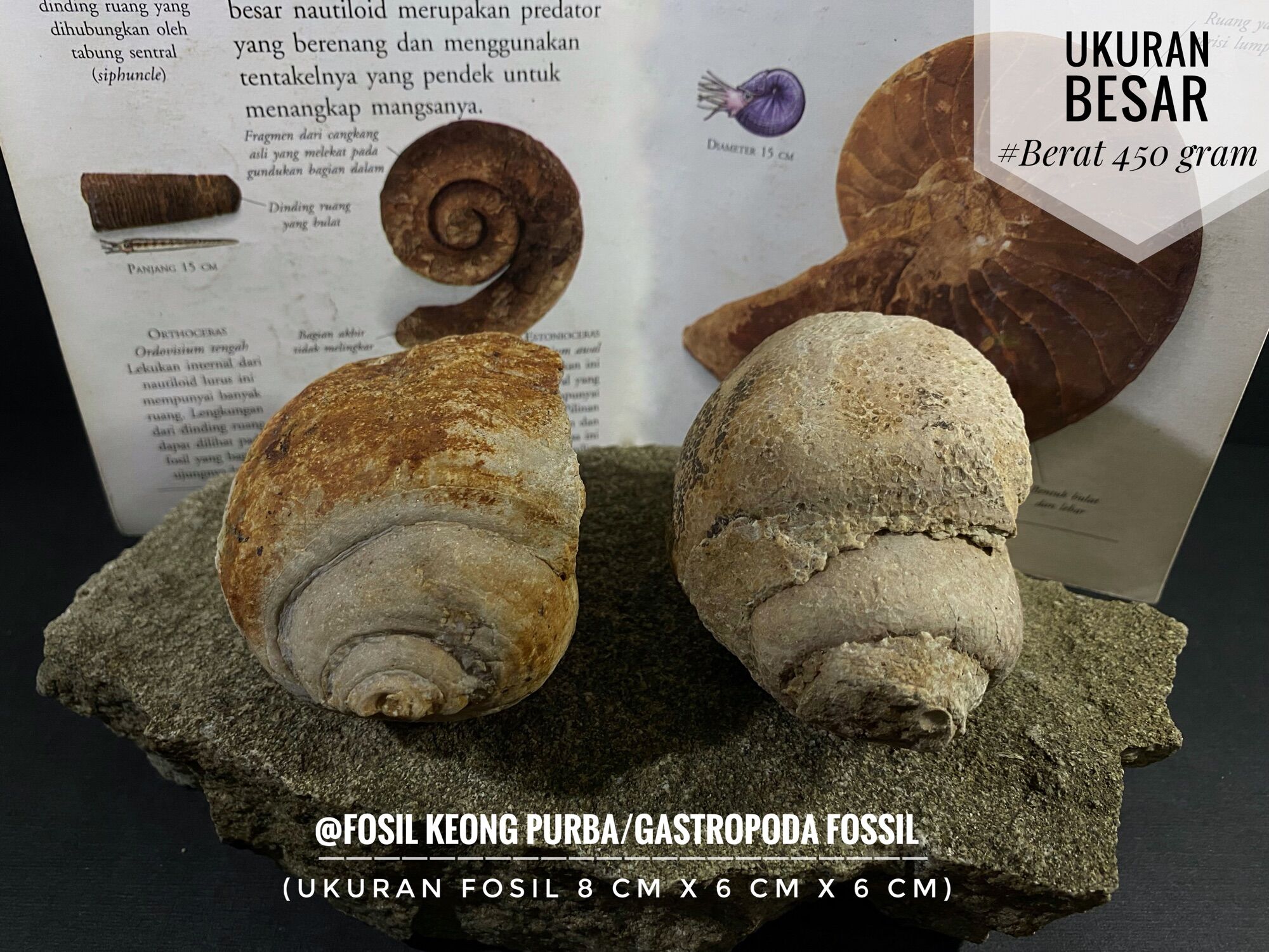 Fosil Keong Purba Temuan B33 atau Fosil Kerang atau Fosil Gastropoda ...