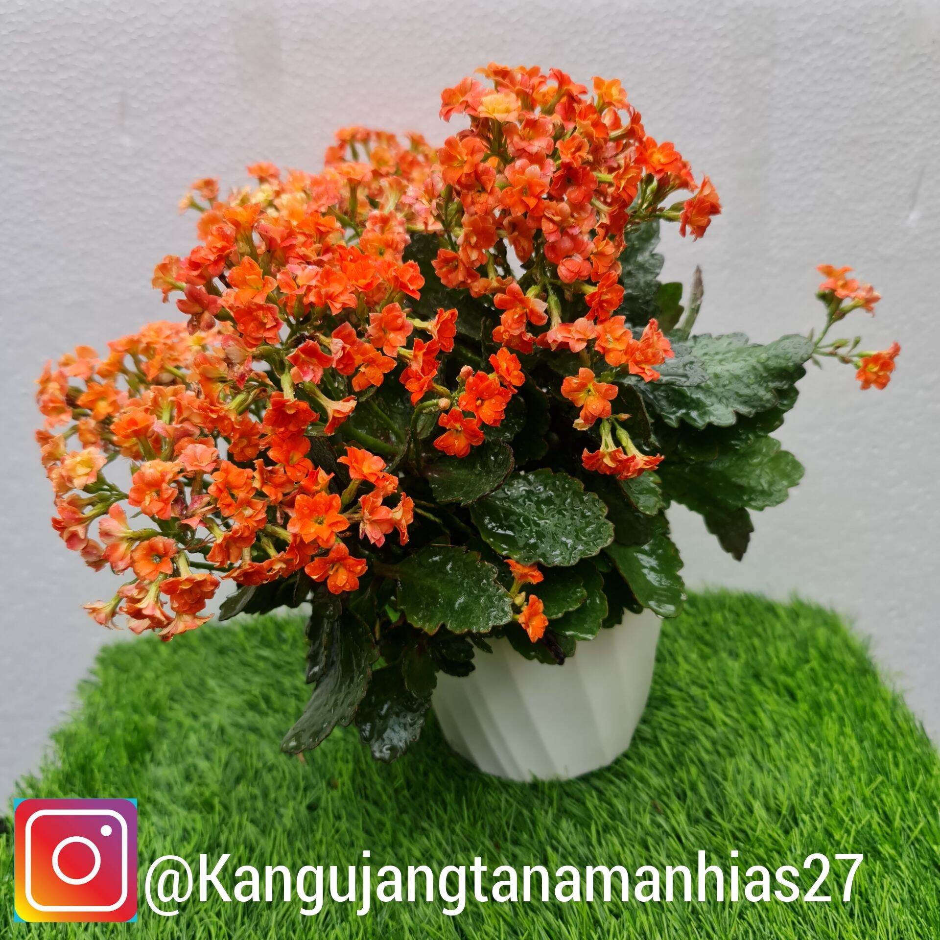 Tanaman Hidup | Bunga Cocor Bebek Grade A ( 1 POT ) | Lazada Indonesia