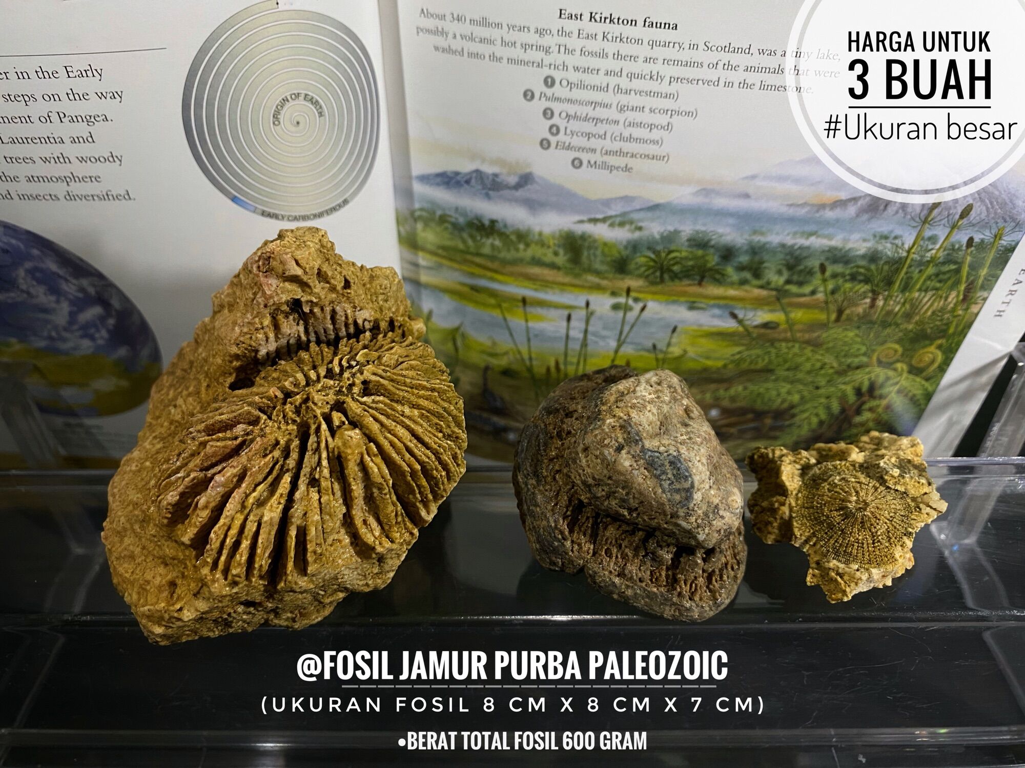 Fosil Jamur Purba C50 atau Fosil Tumbuhan atau Fosil Paleozoic atau ...