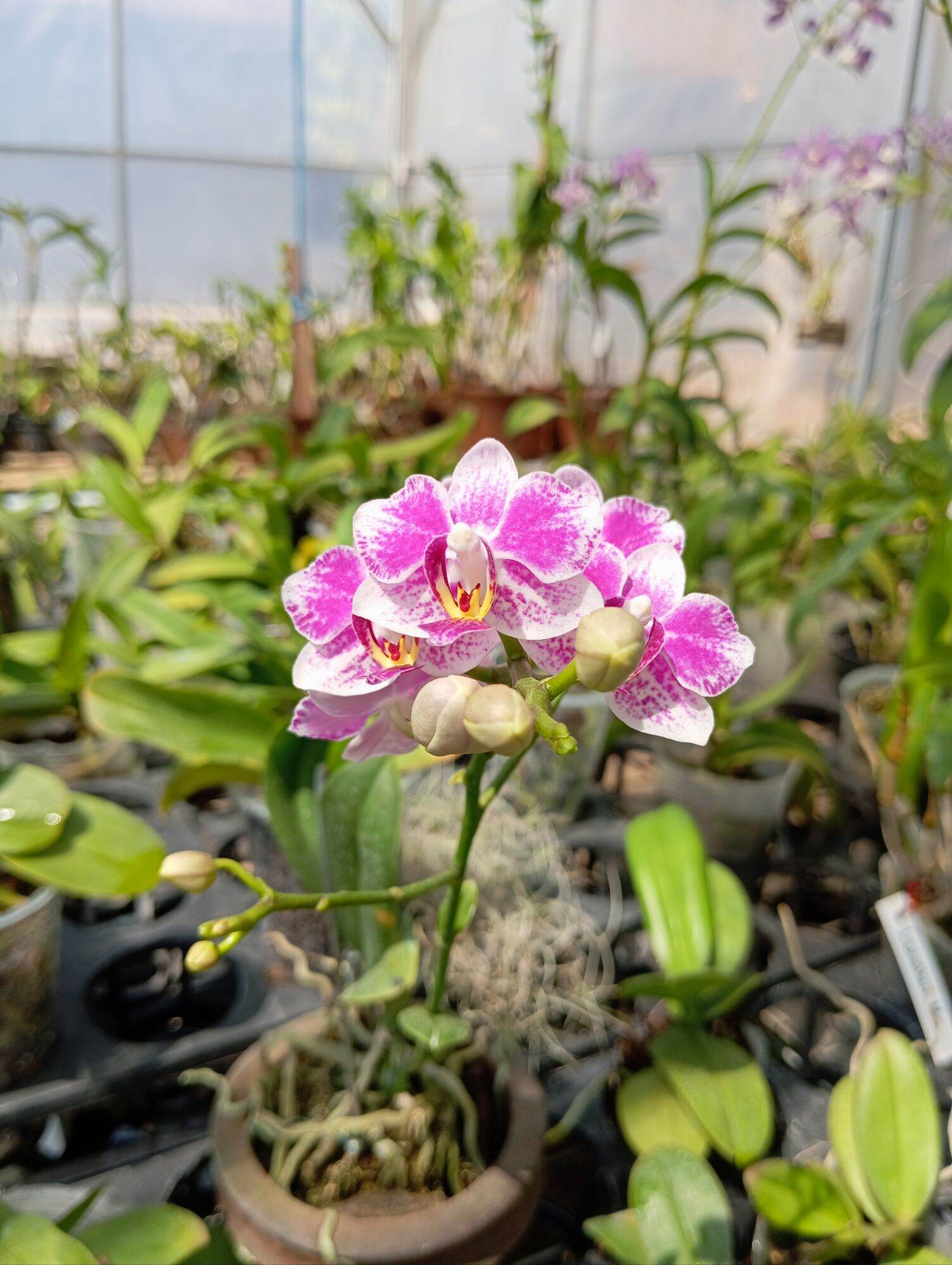 Anggrek Bulan Mini Phalaenopsis | Lazada Indonesia