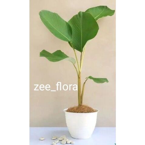 Pohon pisang kalatea lutea | Lazada Indonesia