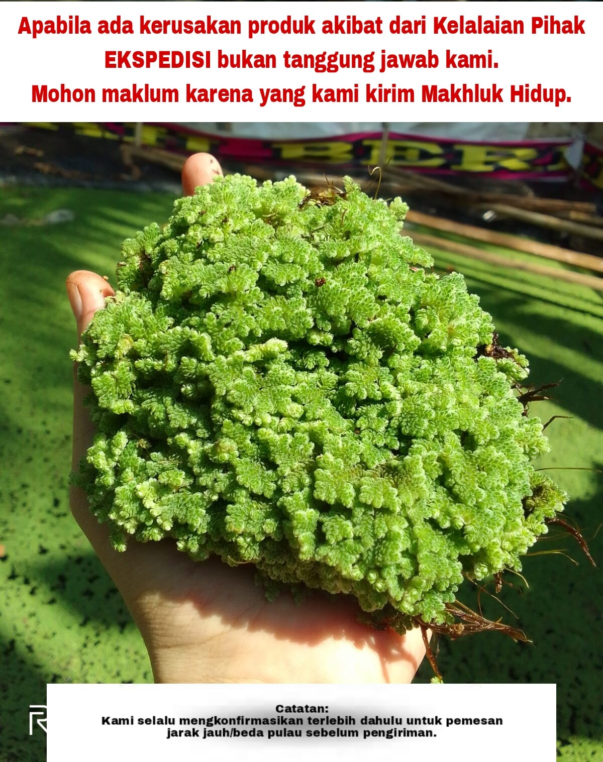 Bibit Azolla Super + Pupuk Untuk Budidaya Azolla/ Azolla/ Azola/Azolla ...