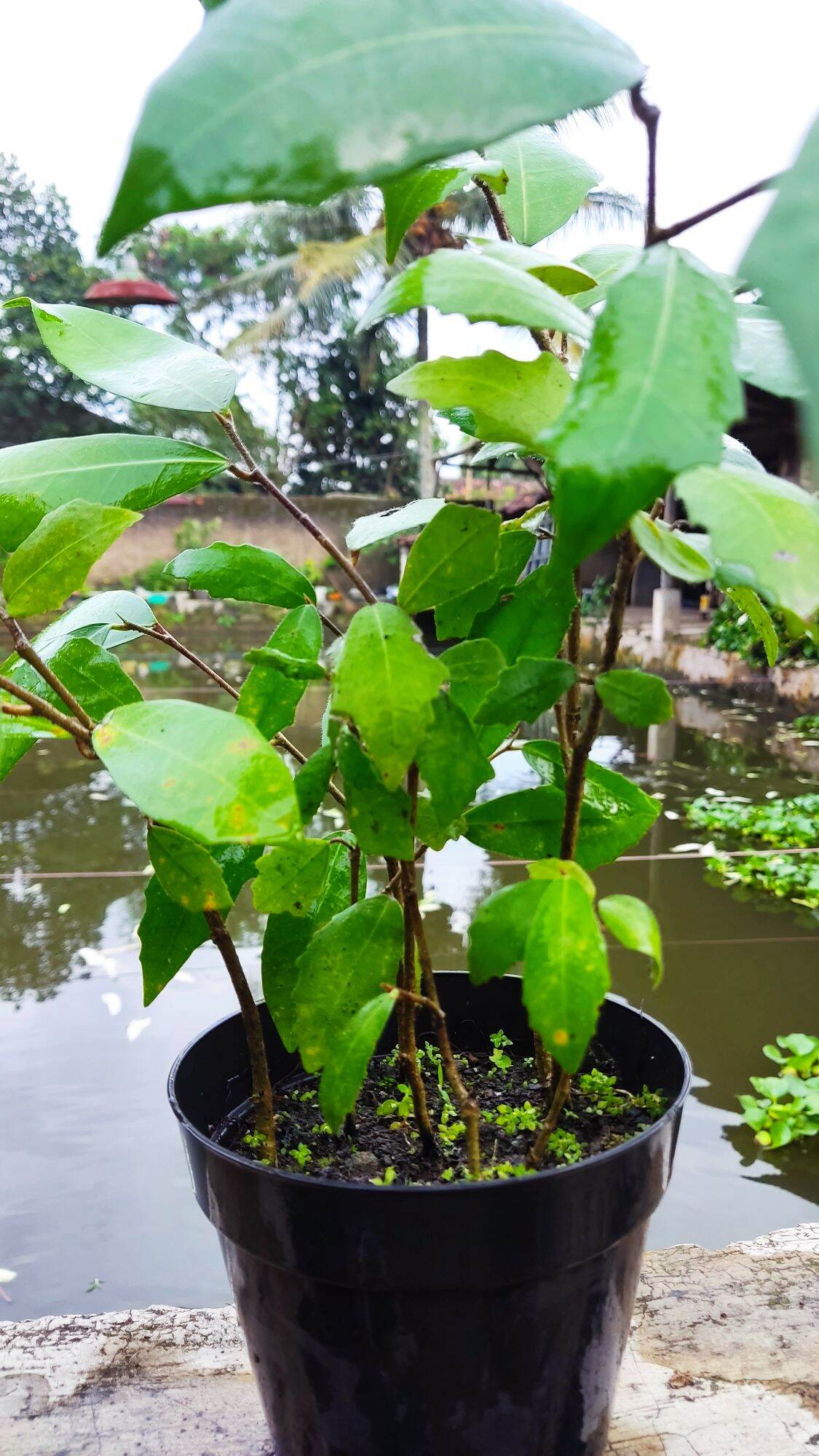 BAHAN BONSAI AMPALAS PUTIH, stek batang yang sudah berakar | Lazada ...