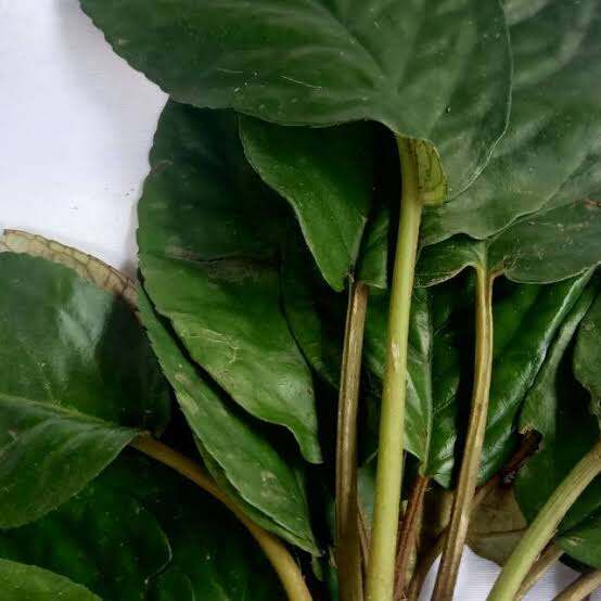 LALAPAN DAUN REUNDEU LALAPAN SEGAR FRESH | Lazada Indonesia