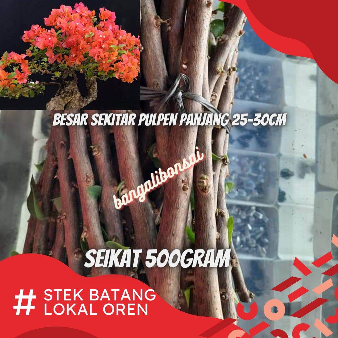 Bougenville Stek Batang Bahan Bonsai Bunga Bougenville Tanaman