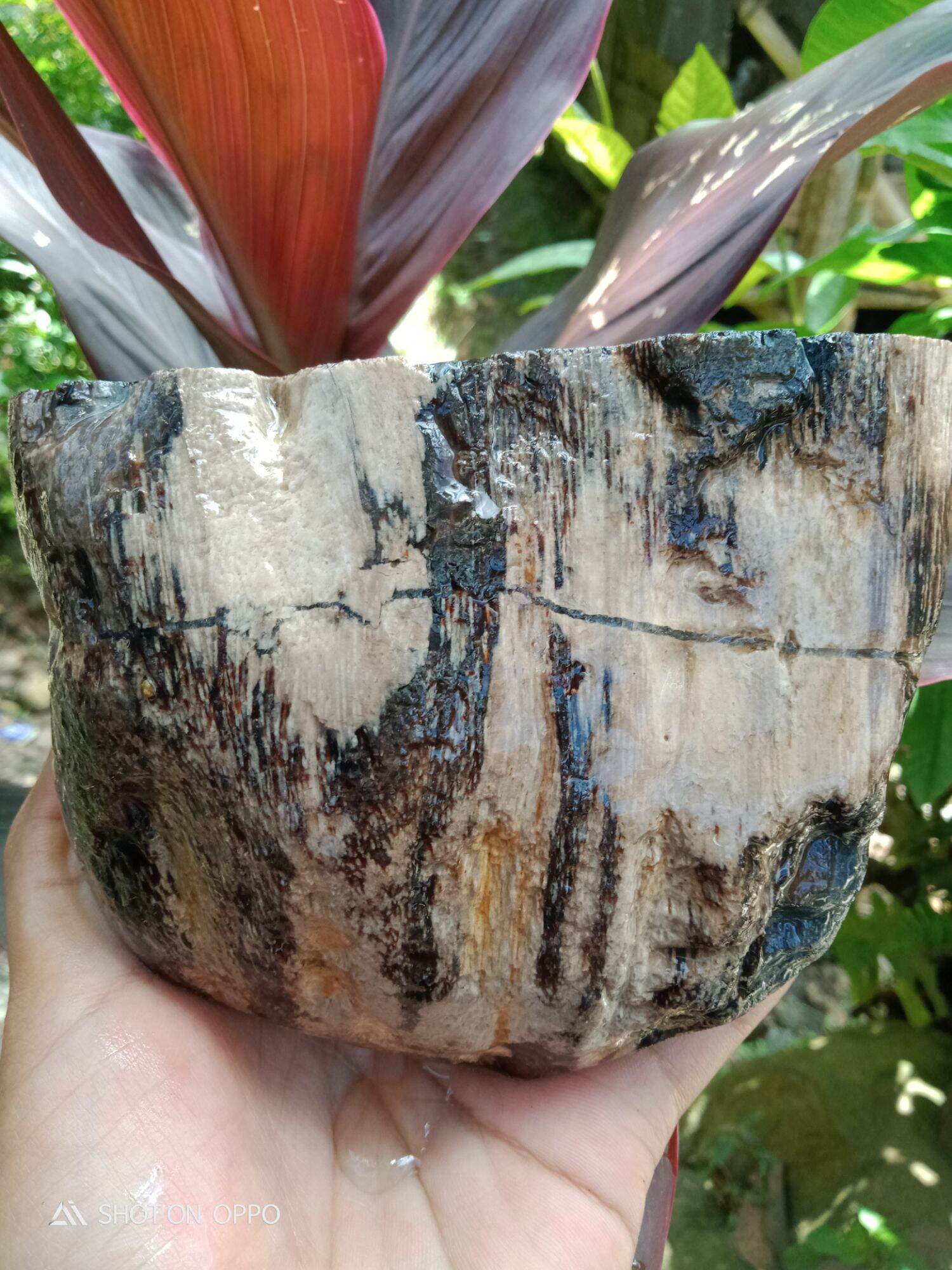 FOSIL KAYU STIGI LAUT LANGKA HITAM PEKAT ADA GARIS KENDITNYA | Lazada ...