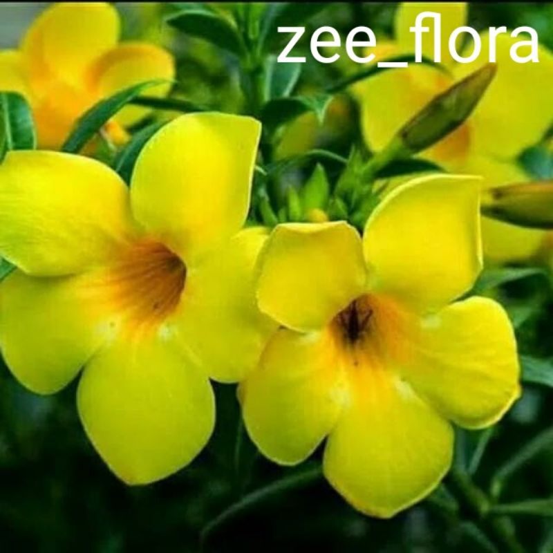 Pohon alamanda kuning | Lazada Indonesia