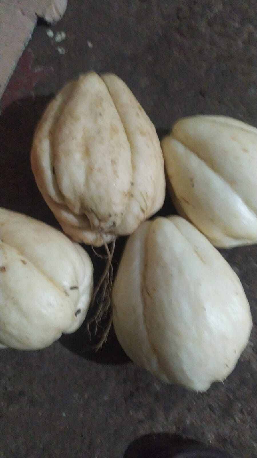 benih jipang/kopang putih langka klas expor | Lazada Indonesia