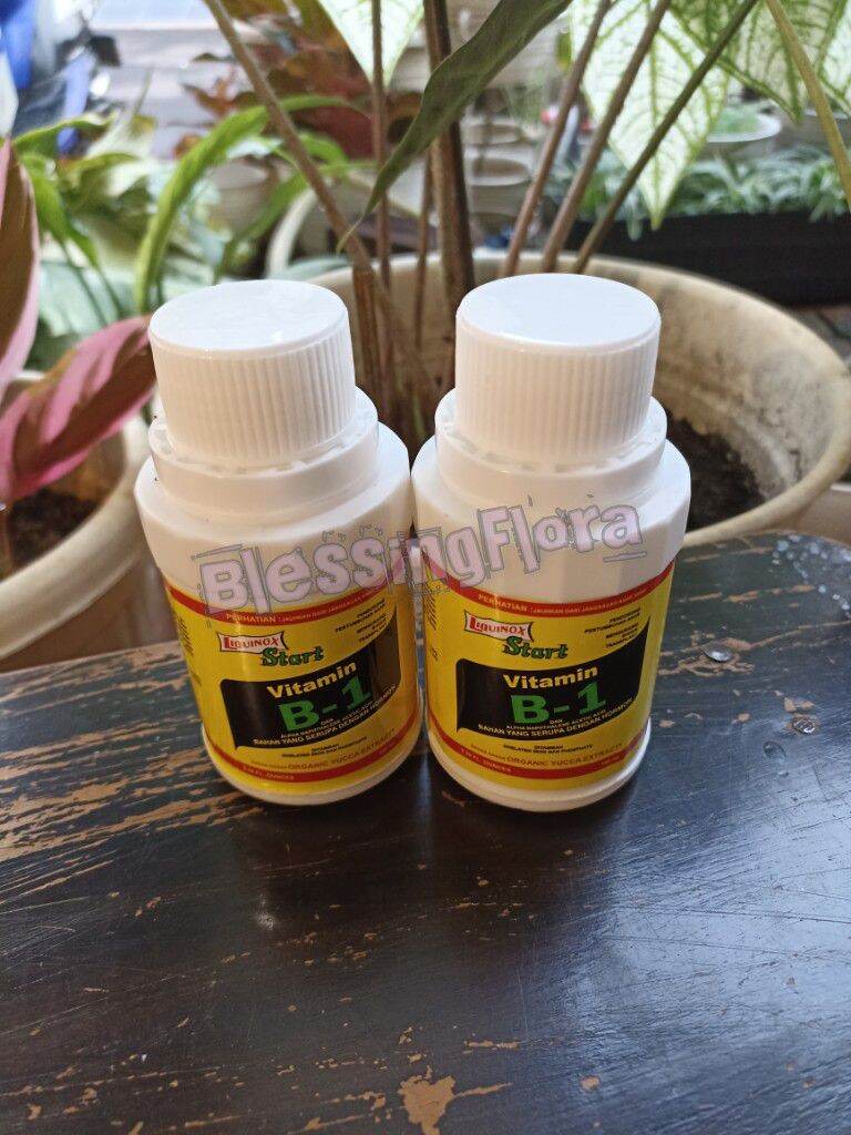 Toko Resmi Blessing Flora Online | Lazada.co.id