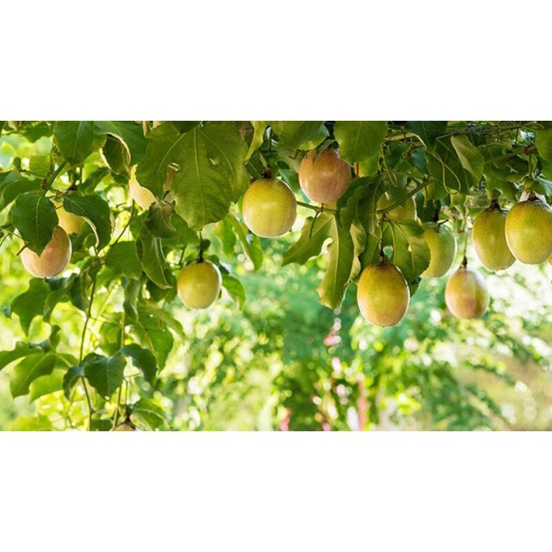 Pohon Markisa Kuning | Lazada Indonesia