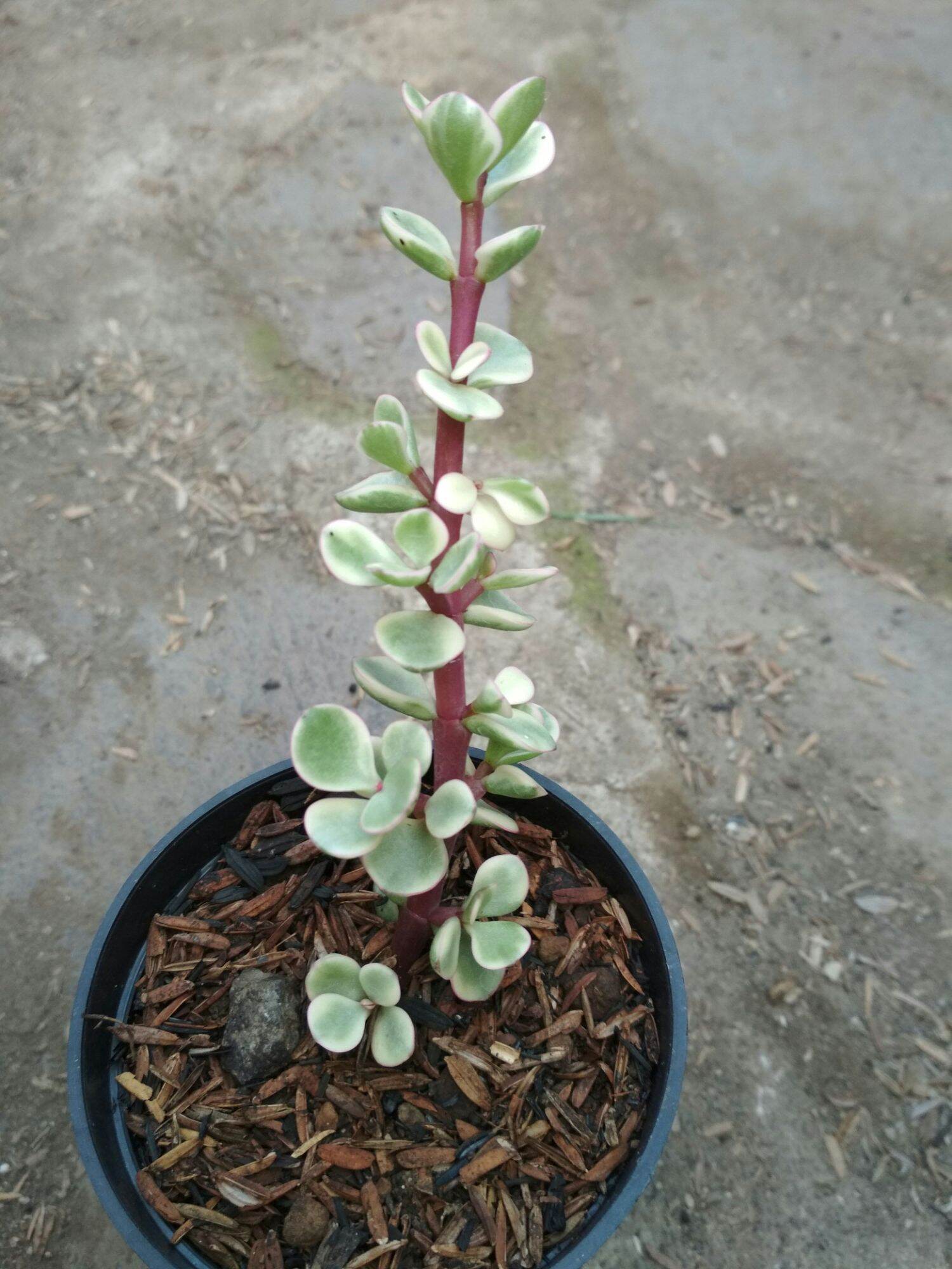 tanaman sukulen Dollar Variegata | Lazada Indonesia