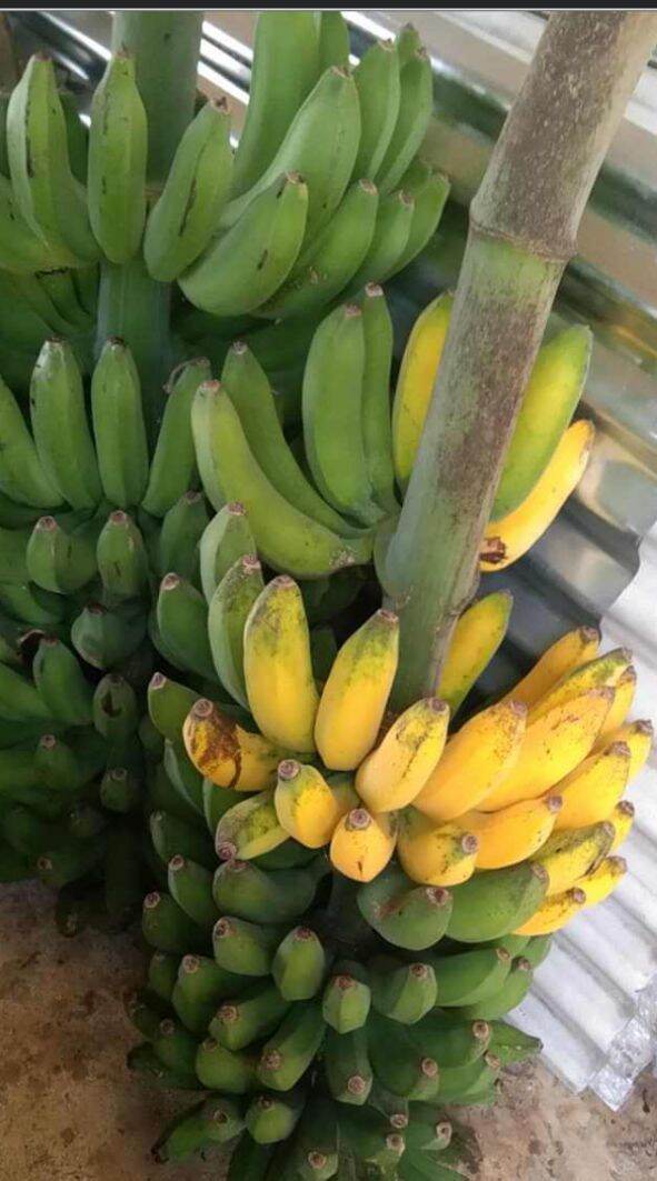 Buah Pisang Raja Bulu organik 1 kg | Lazada Indonesia