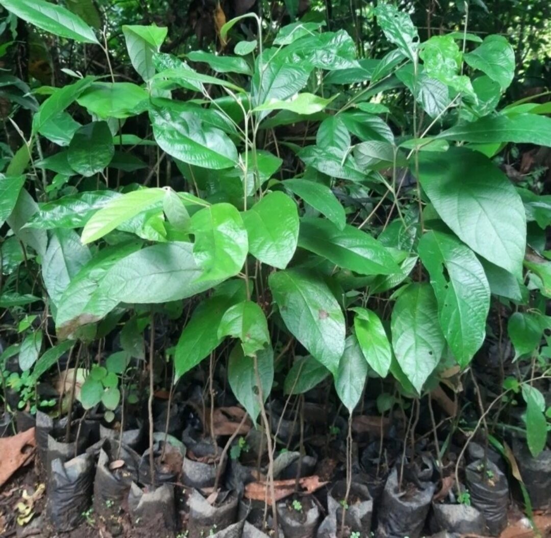 Pohon Kemenyan Sumatera