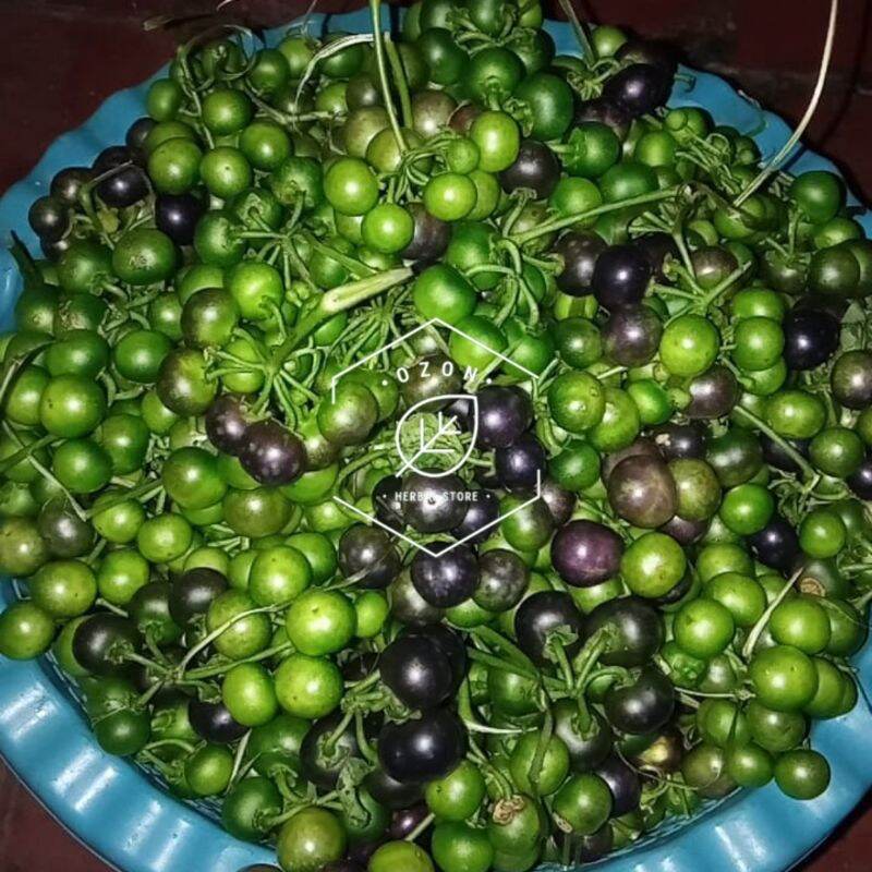 Buah Leunca atau buah ranti Lalapan Sunda 1kg | Lazada Indonesia