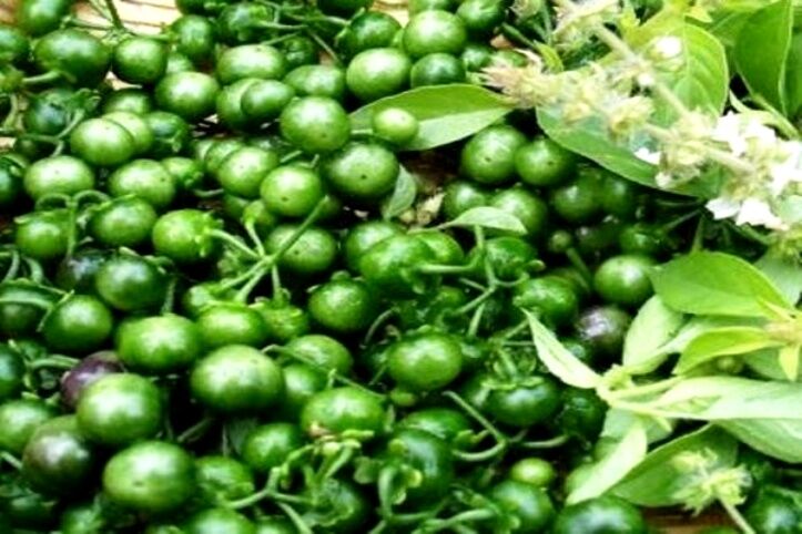 jual buah lenca sayur segar dipetik pasmasuk order 1kg | Lazada Indonesia