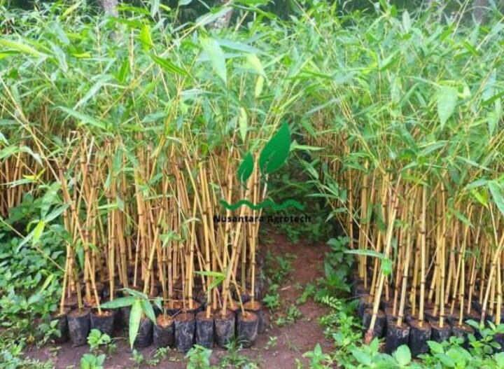 Bibit stek brbonggol Bambu kuning mini siap tumbuh | Lazada Indonesia