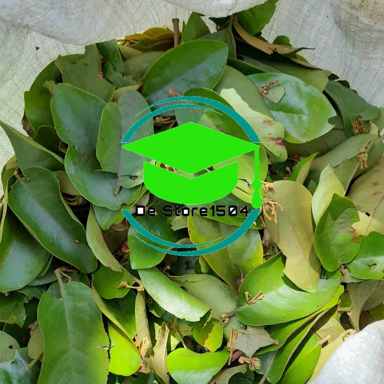 DAUN BENALU JERUK NIPIS SEGAR | Lazada Indonesia DAUN BENALU JERUK NIPIS SEGAR | Lazada Indonesia