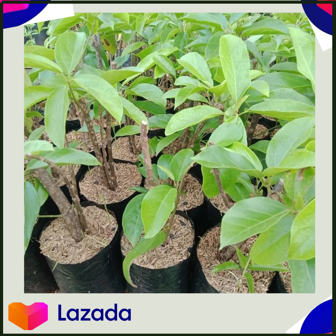Paket 5 Bibit Daun Cincau / Cincau Pohon Perdu Siap Tanam | Lazada ...
