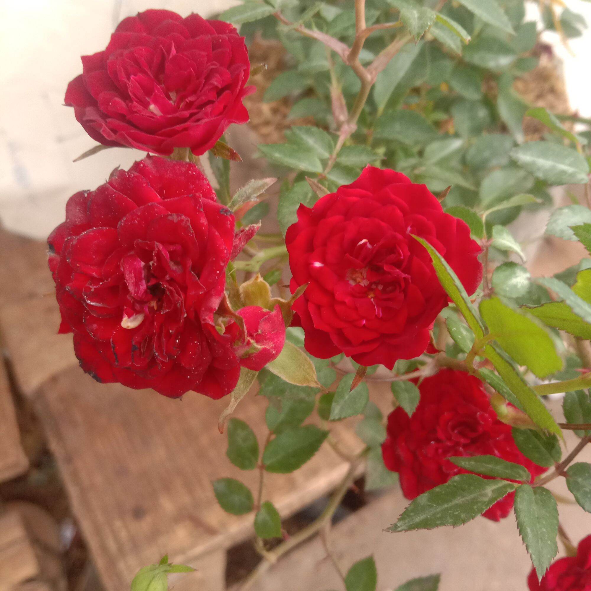 bunga mawar Reed cascade tanaman hias cocok di gantung di teras rumah ...