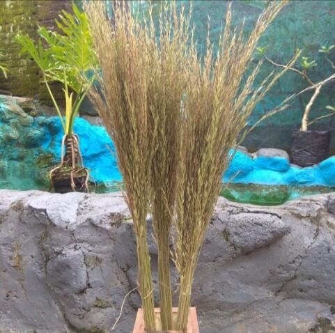 1 ikat bunga padi padian | bunga kering dekorasi rustic | Lazada Indonesia