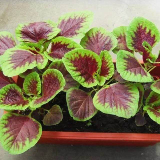 5000 BUTIR BIJI/BENIH BAYAM BATIK BELANG | Lazada Indonesia