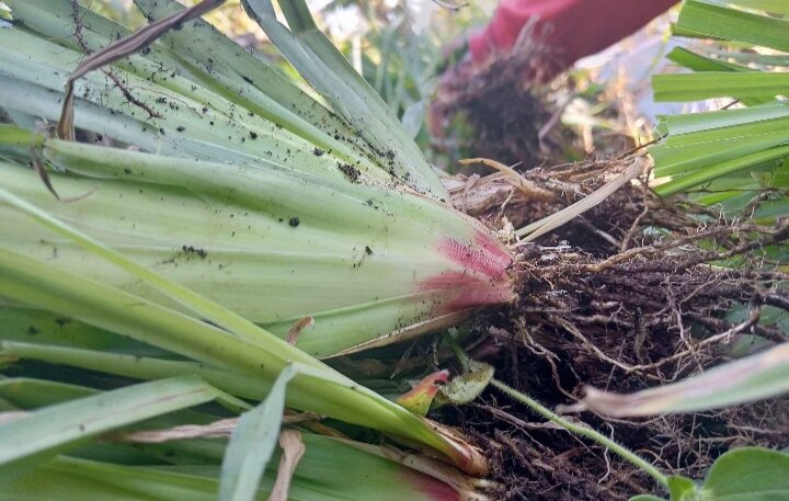 Bibit Rumput Satria Atau Demplot per 10 Pohon Buat Pakan Sapi Kerbau ...