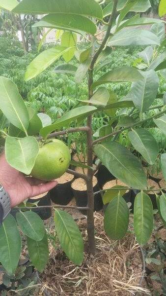 bibit buah black sapote pohon sawo hitam cepat berbuah dan bisa berbuah ...