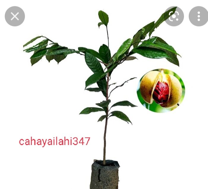 Bibit pohon pala per tangkai | Lazada Indonesia